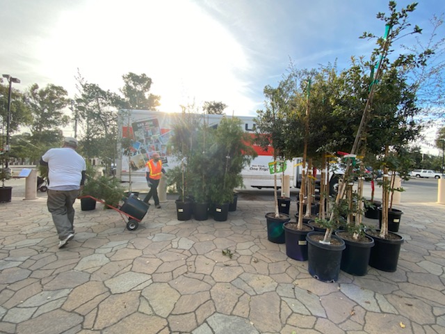 CityTrees of Redwood City - Neighborhood Tree Planting
