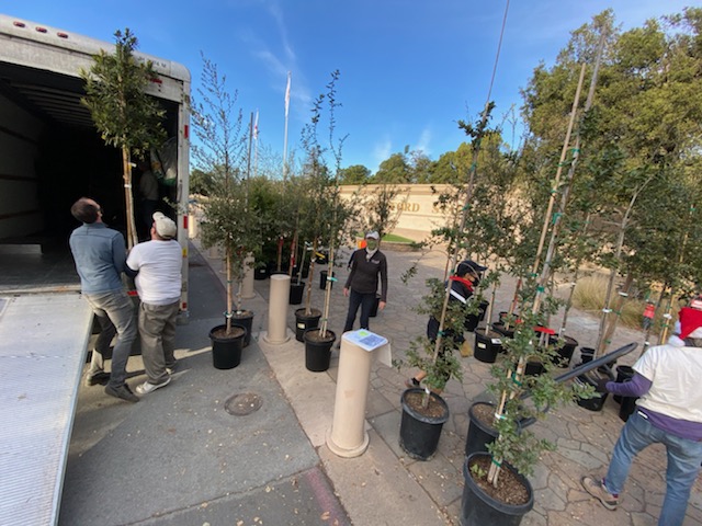 CityTrees of Redwood City - Neighborhood Tree Planting