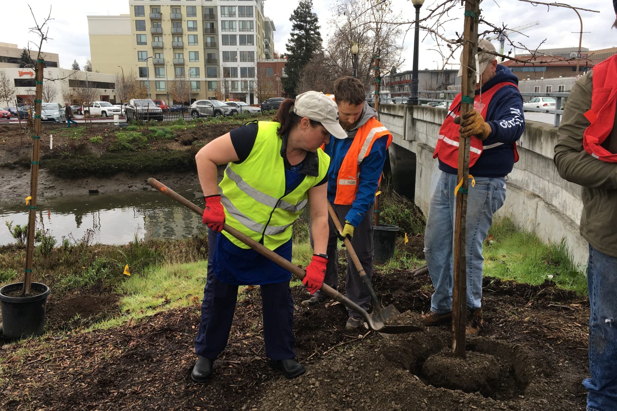 CityTrees of Redwood City - Neighborhood Tree Planting