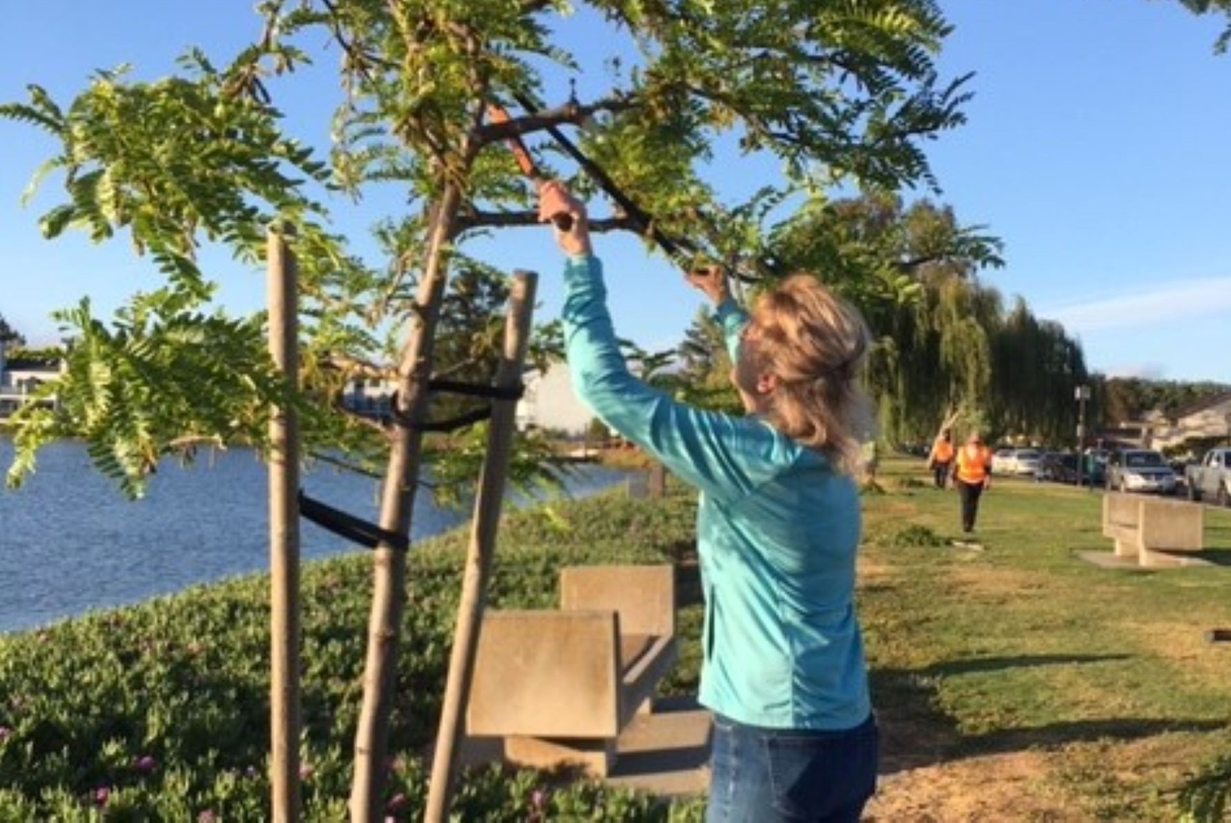 CityTrees of Redwood City - Neighborhood Tree Planting
