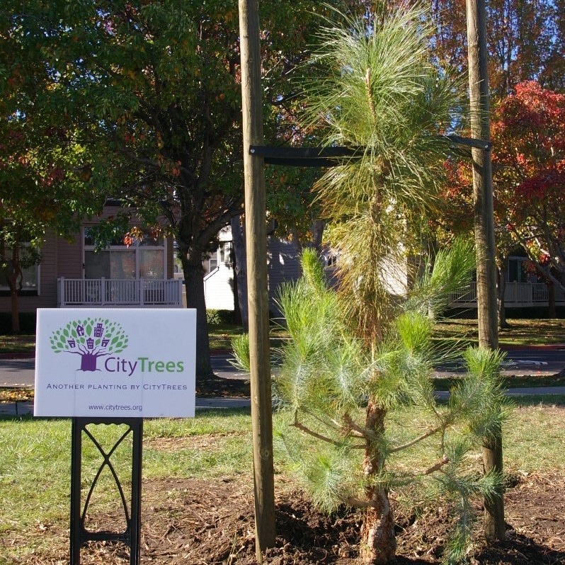 Tribute Trees - CityTrees Redwood City Redwood City, CA