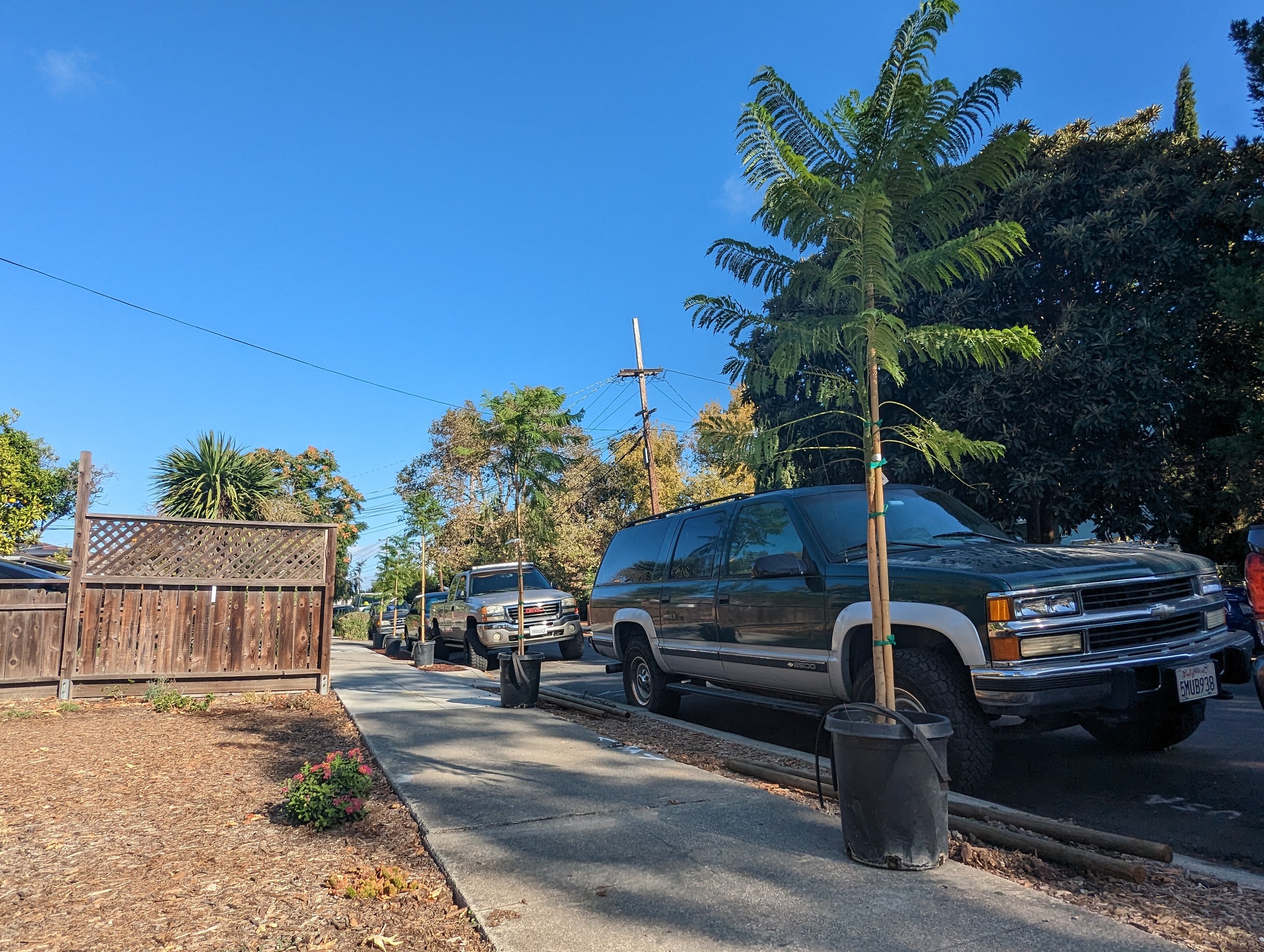 CityTrees of Redwood City - Neighborhood Tree Planting
