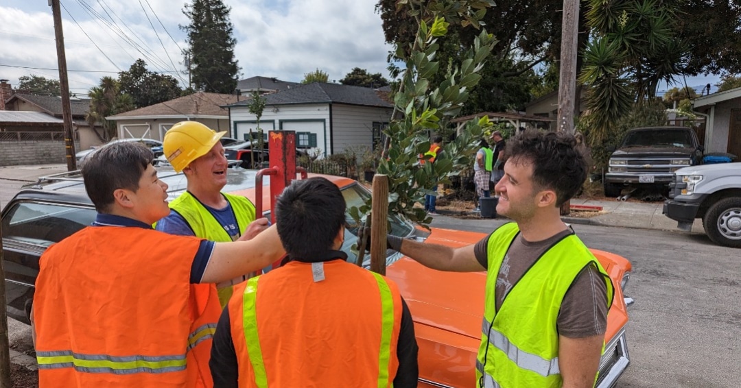 Learn About Caring For City Trees - CityTrees Redwood City Caring for ...