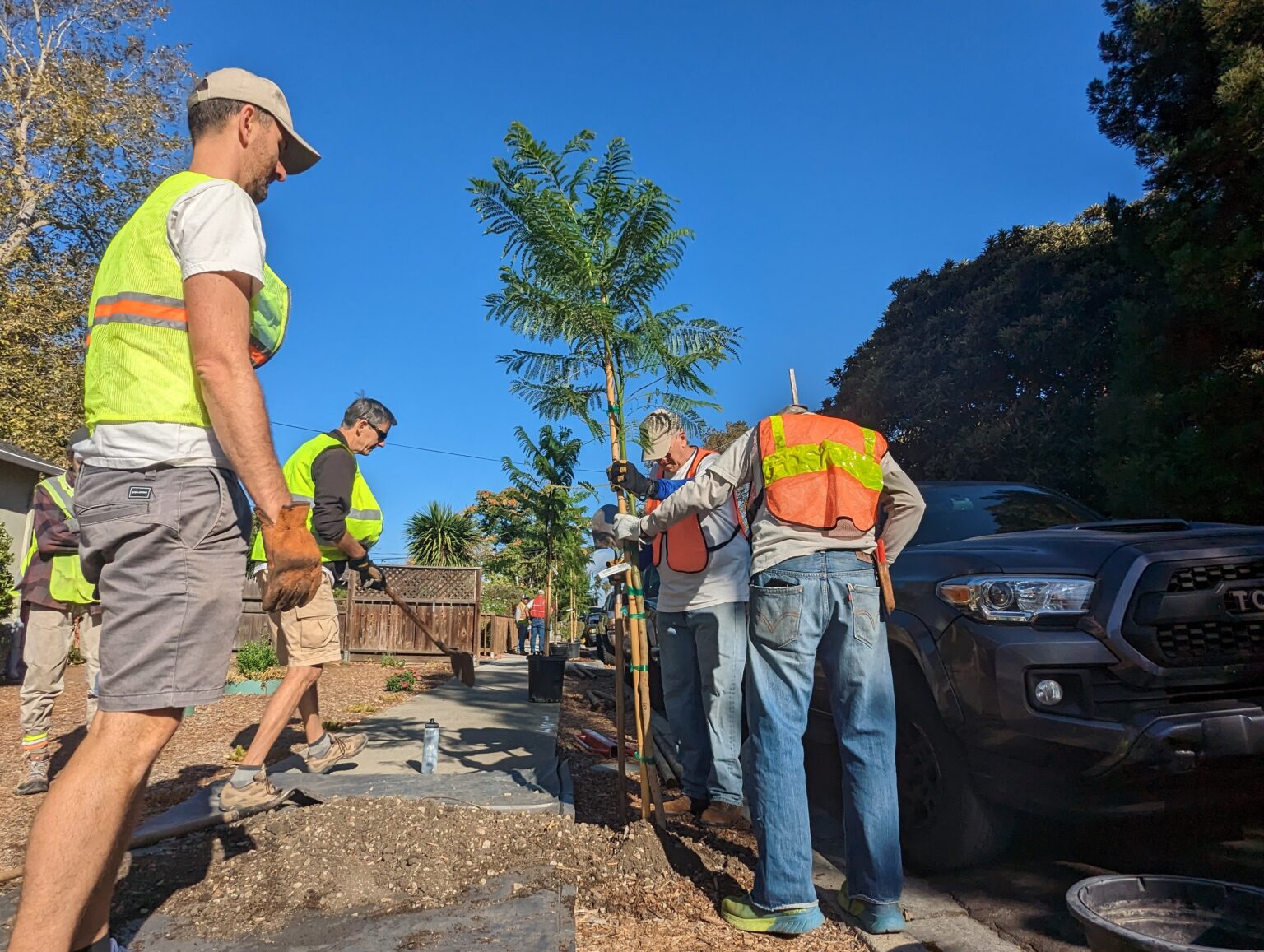 Planting City Trees for Health and Longevity - CityTrees Redwood City
