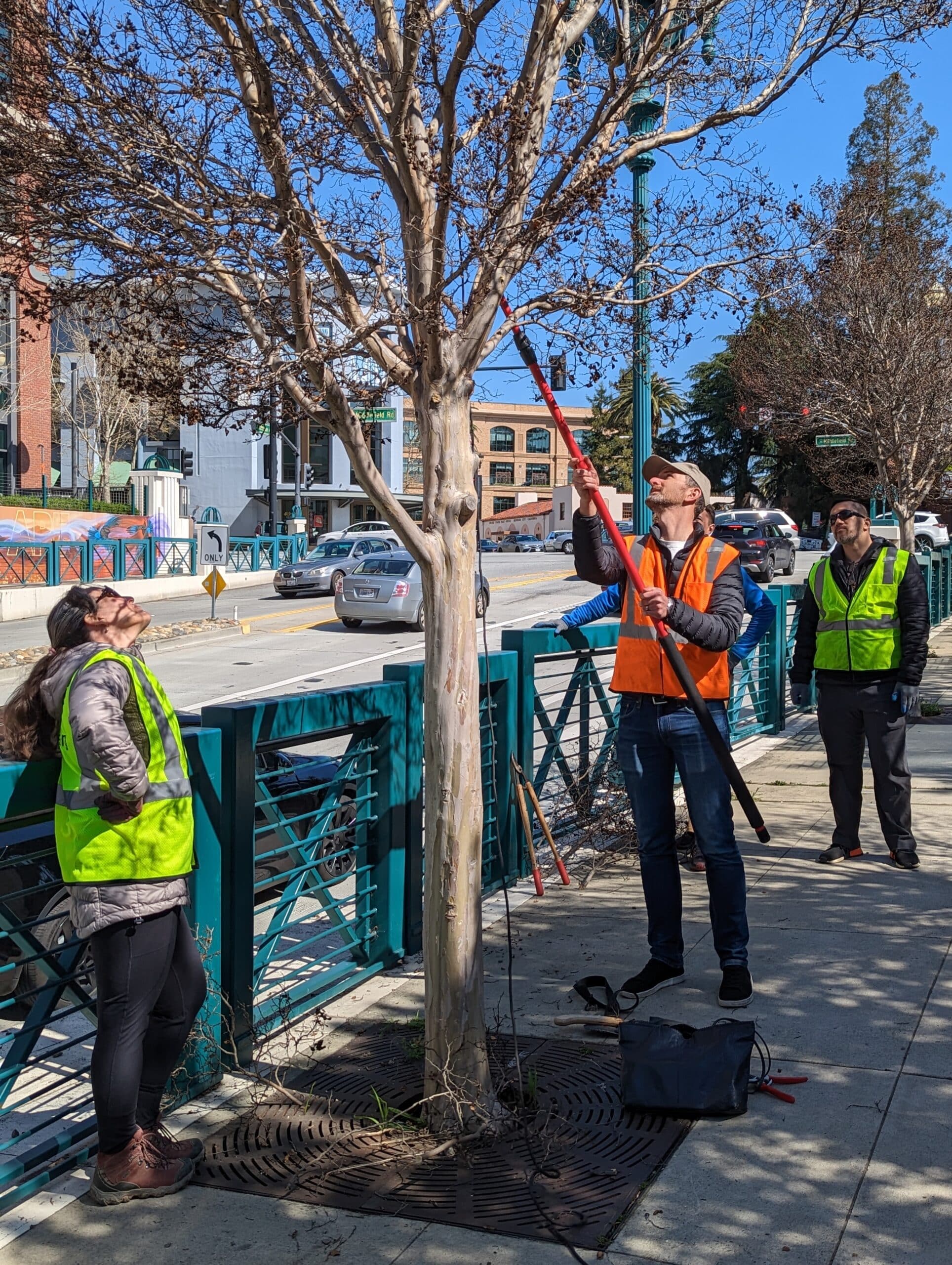 Pruning Trees: A community event in Redwood City - CityTrees Redwood City