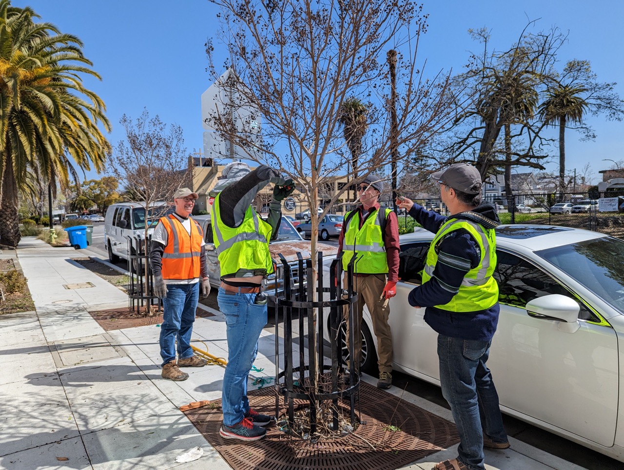 CityTrees of Redwood City - Neighborhood Tree Planting