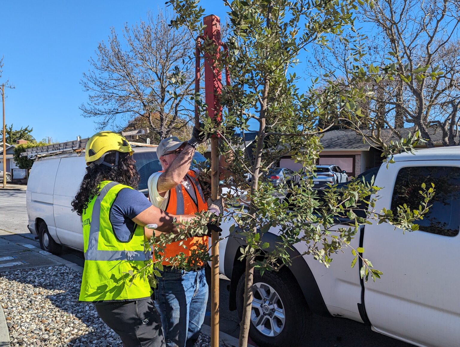 CityTrees Initiative Enhances Redwood City Streets with 12 New Trees ...