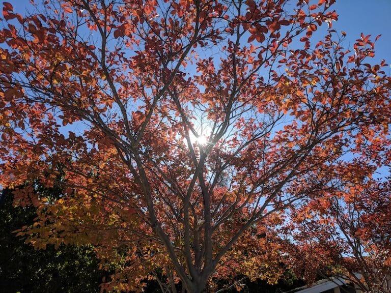 CityTrees of Redwood City - Neighborhood Tree Planting